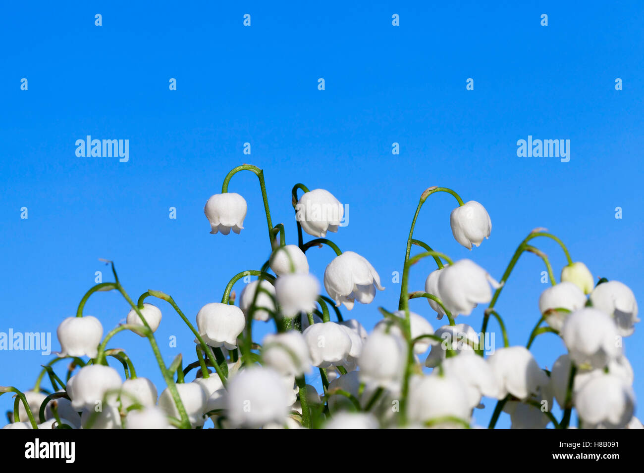 Forest lily of the valley close-up Stock Photo - Alamy