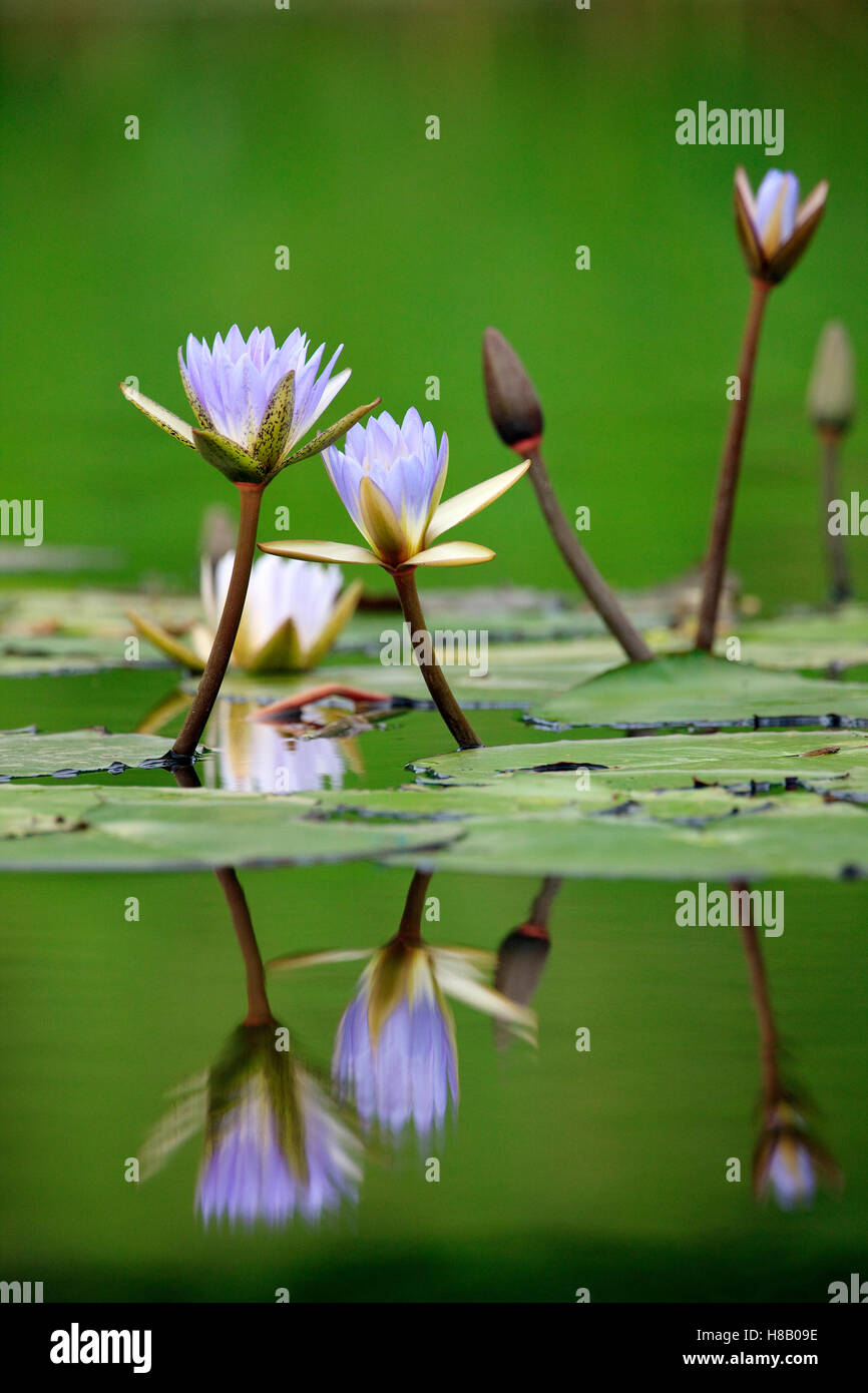 Water Lily (Nymphaeaceae) flowering, Okavango River, Namibia Stock ...