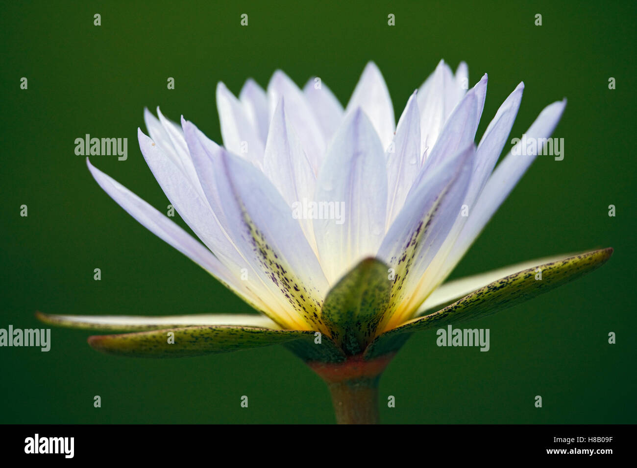 Water Lily (Nymphaeaceae) flower, Okavango River, Namibia Stock Photo ...