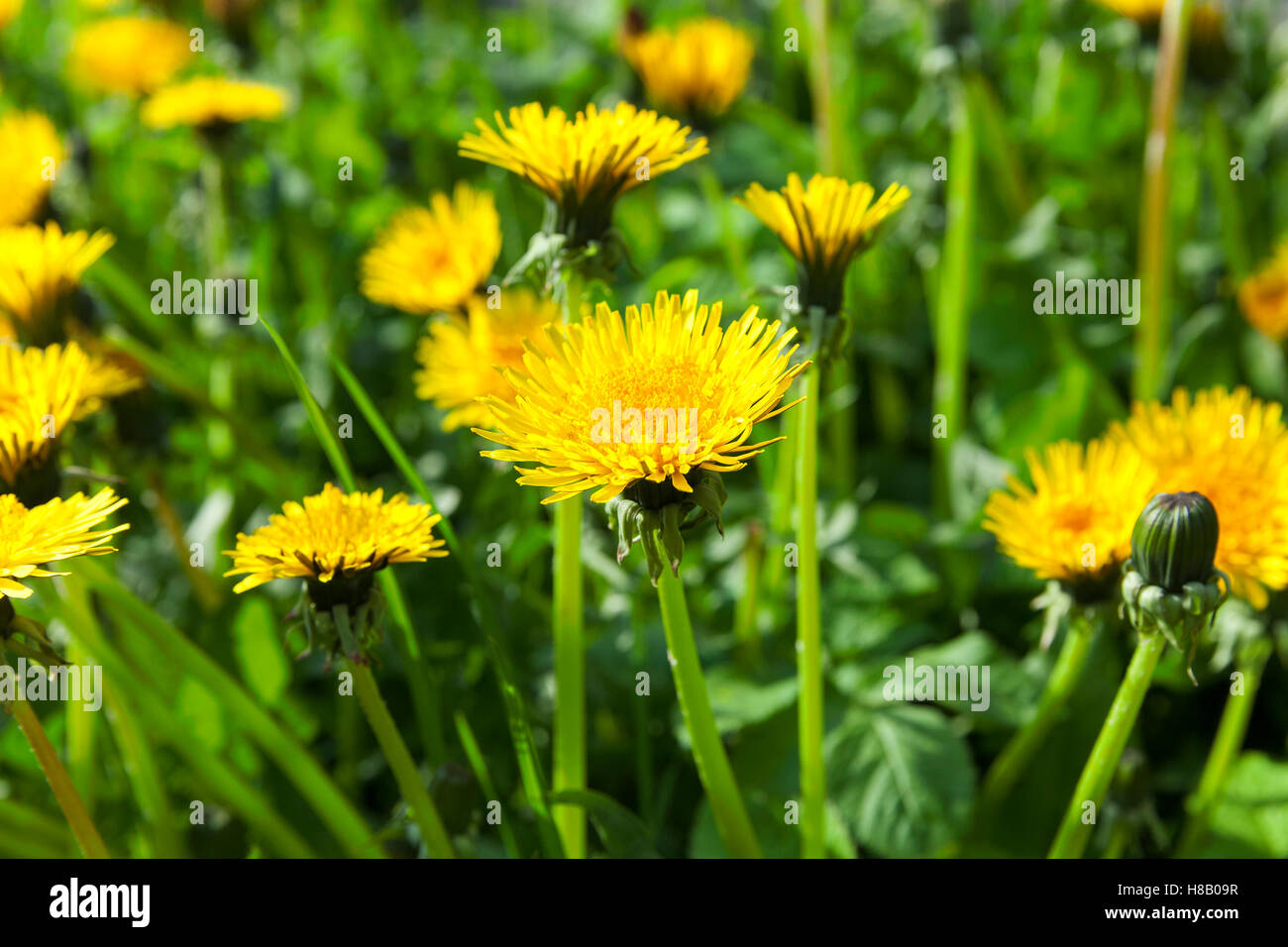 yellow dandelions in spring Stock Photo - Alamy