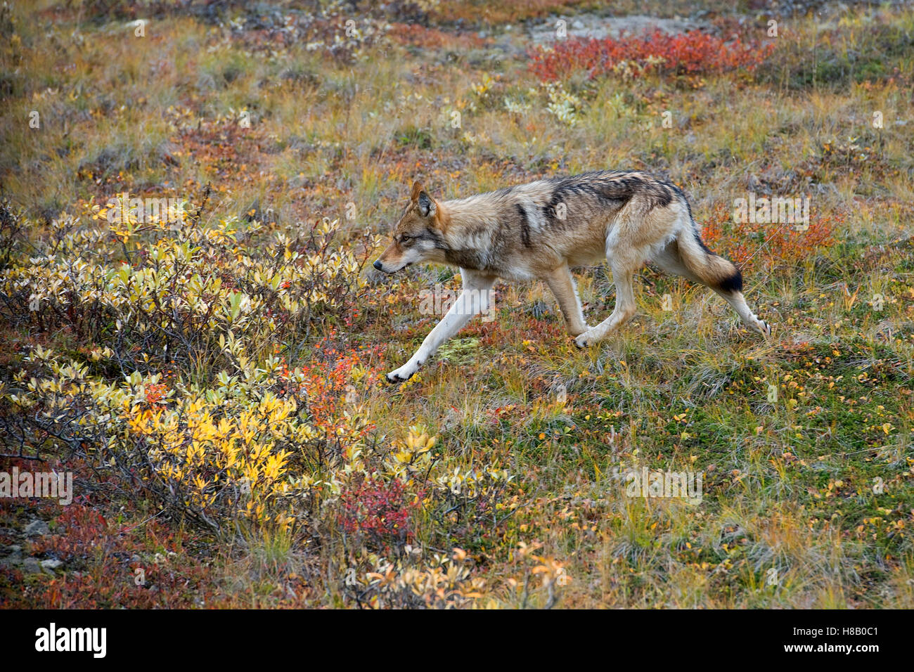 Gray Wolf (Canis lupus) trotting across tundra, Denali National Park ...