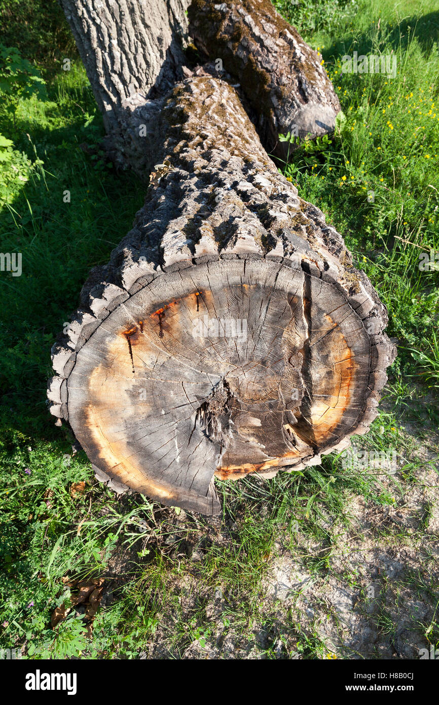 Tree stump and feature hi-res stock photography and images - Alamy