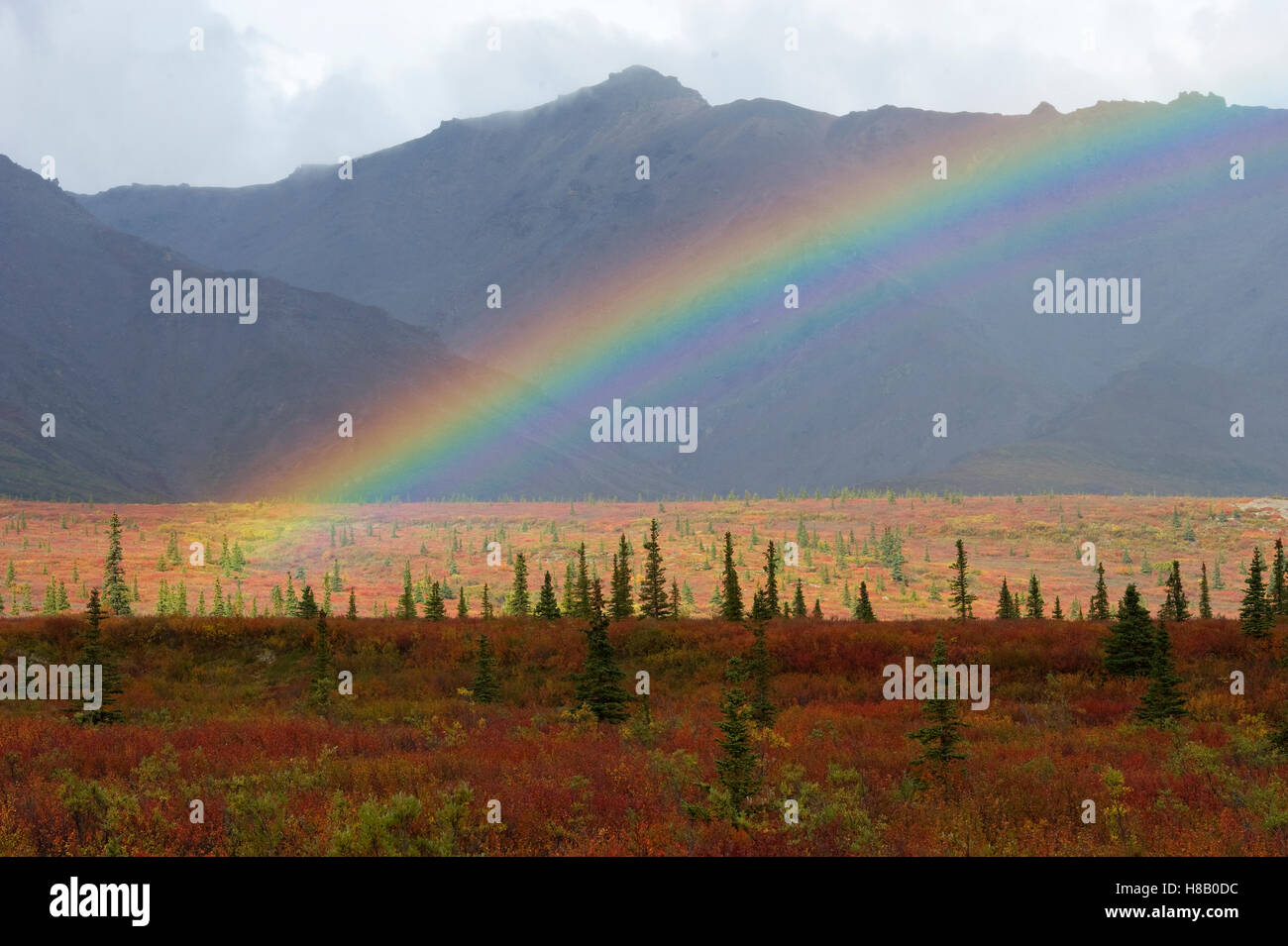 Rainbow over taiga landscape, Denali National Park and Preserve, Alaska ...