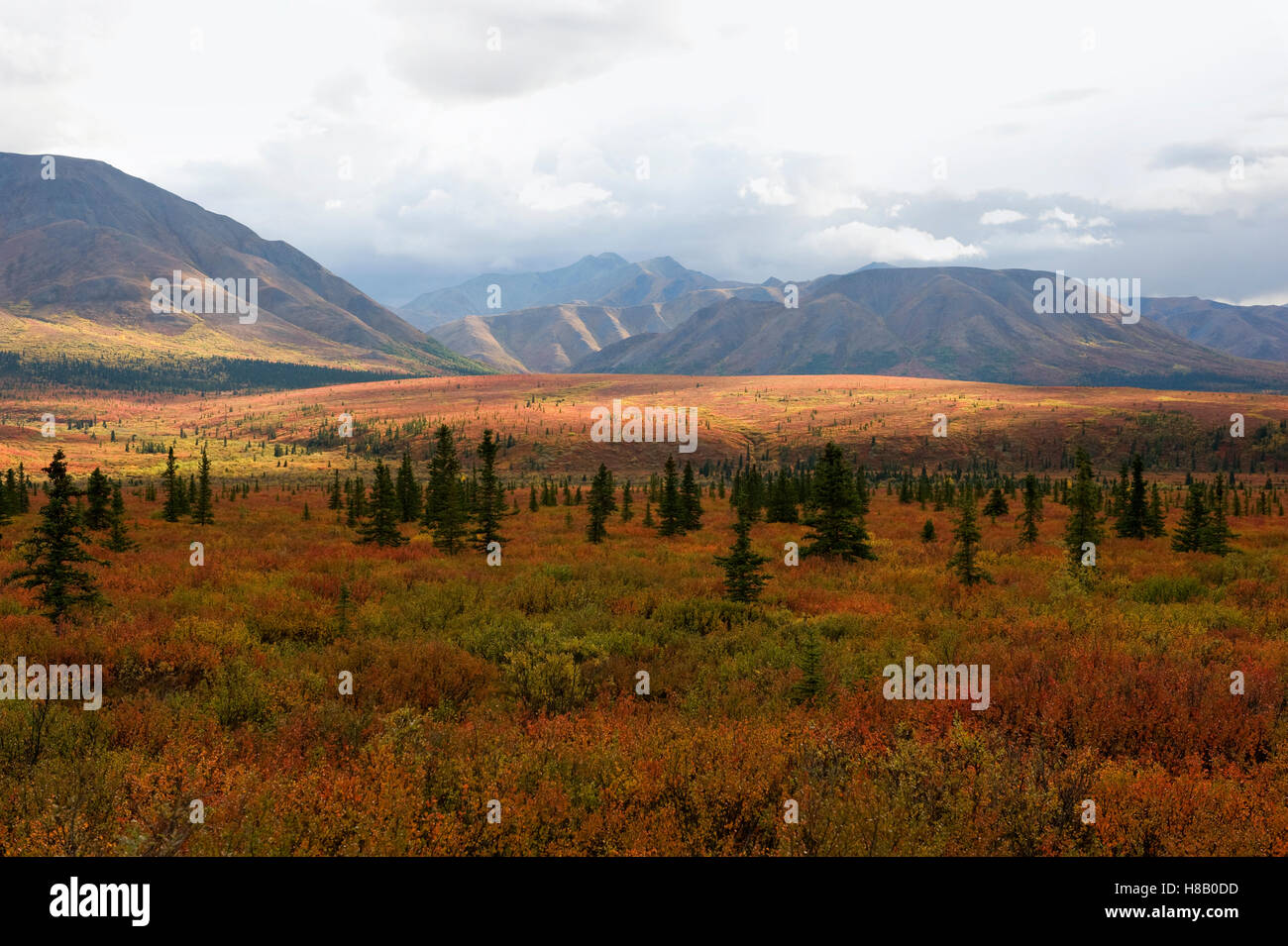 Taiga landscape, Denali National Park and Preserve, Alaska Stock Photo ...