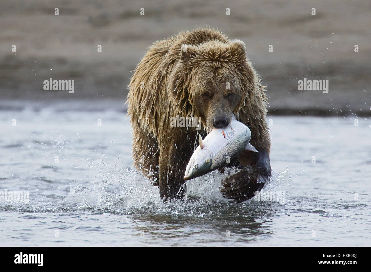 Grizzly Bear (Ursus arctos horribilis) with caught salmon, Katmai ...