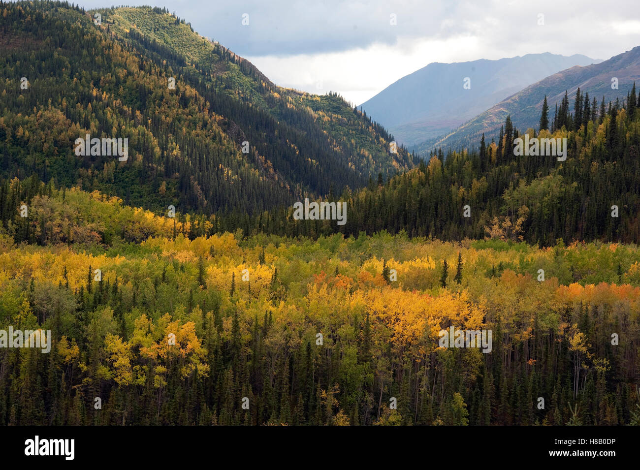 Autumn forest and mountains, Denali National Park and Preserve, Alaska ...