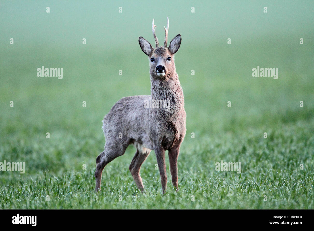 Western Roe Deer (Capreolus capreolus) buck, Astfeld, Harz, Germany ...