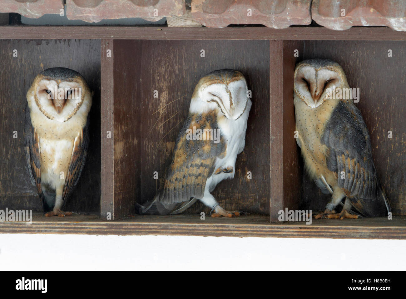 Barn Owl (Tyto alba) trio roosting in boxes, Sababurg, Hessen, Germany ...