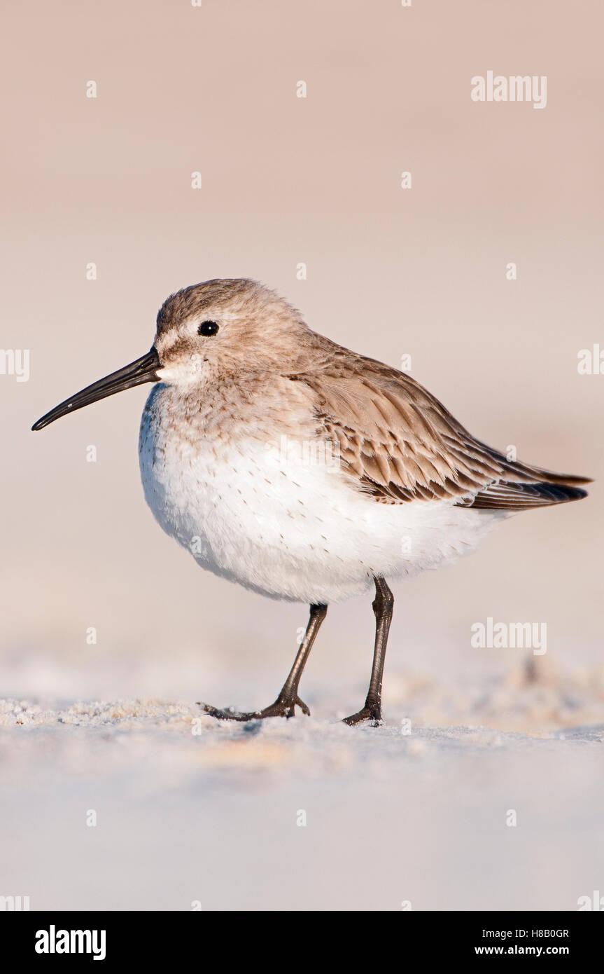 Dunlin (Calidris alpina) in winter plumage, Florida Stock Photo - Alamy