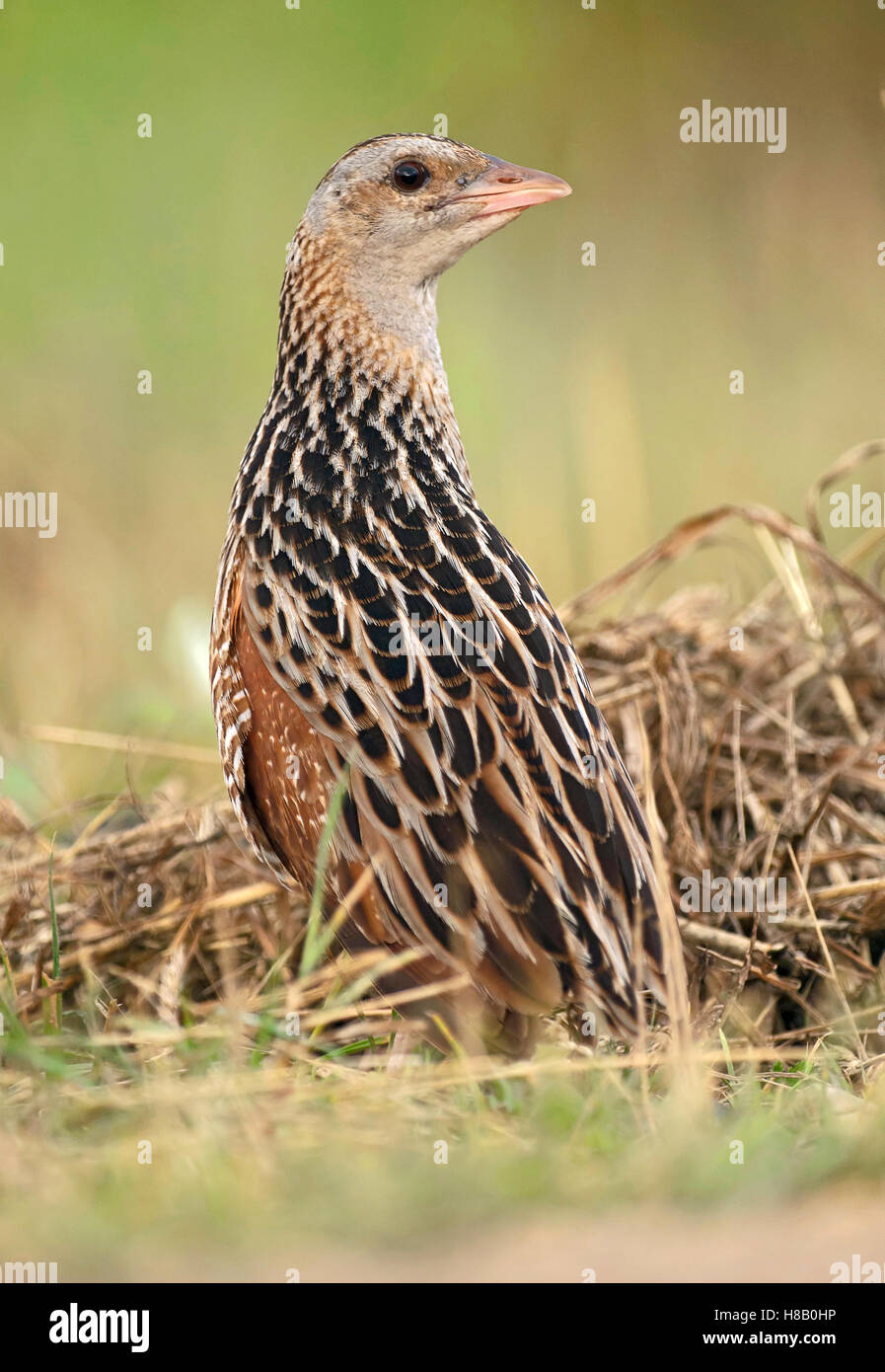 Corncrake (Crex crex), Poland Stock Photo - Alamy
