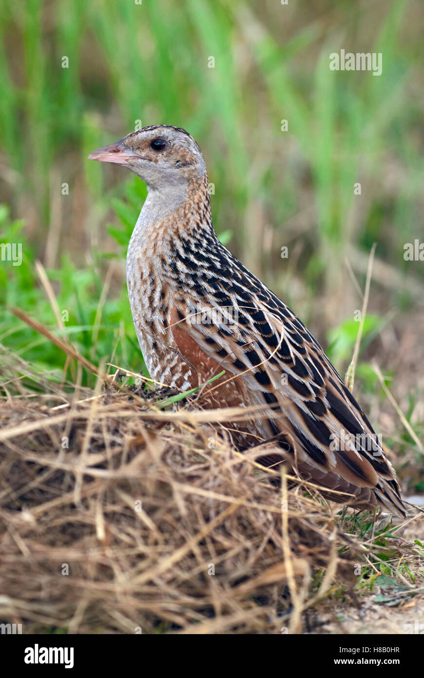 Corncrake (Crex crex), Poland Stock Photo - Alamy