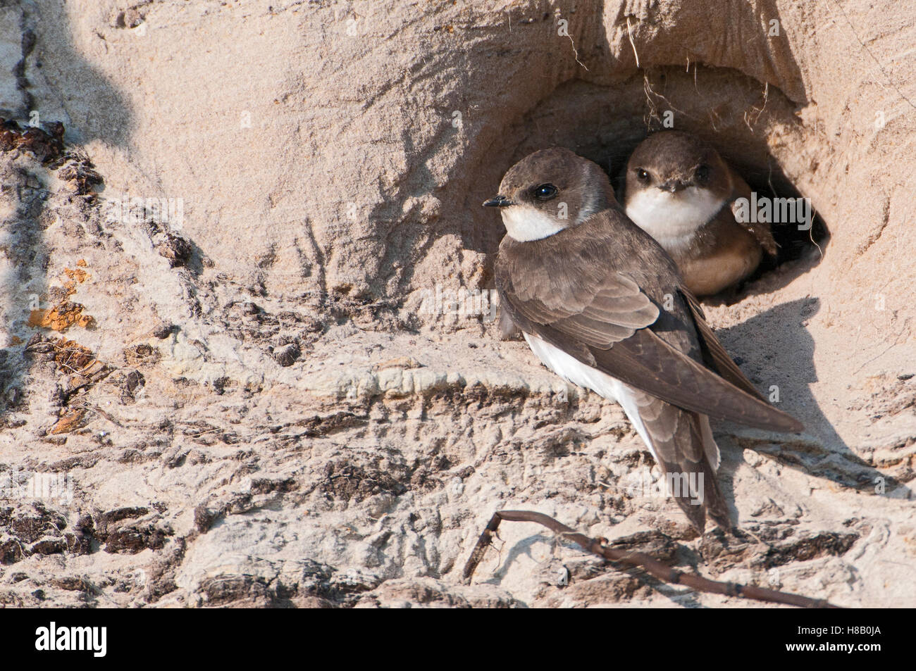 Sand Martin (Riparia riparia) pair at nest entrance, De Westereen ...