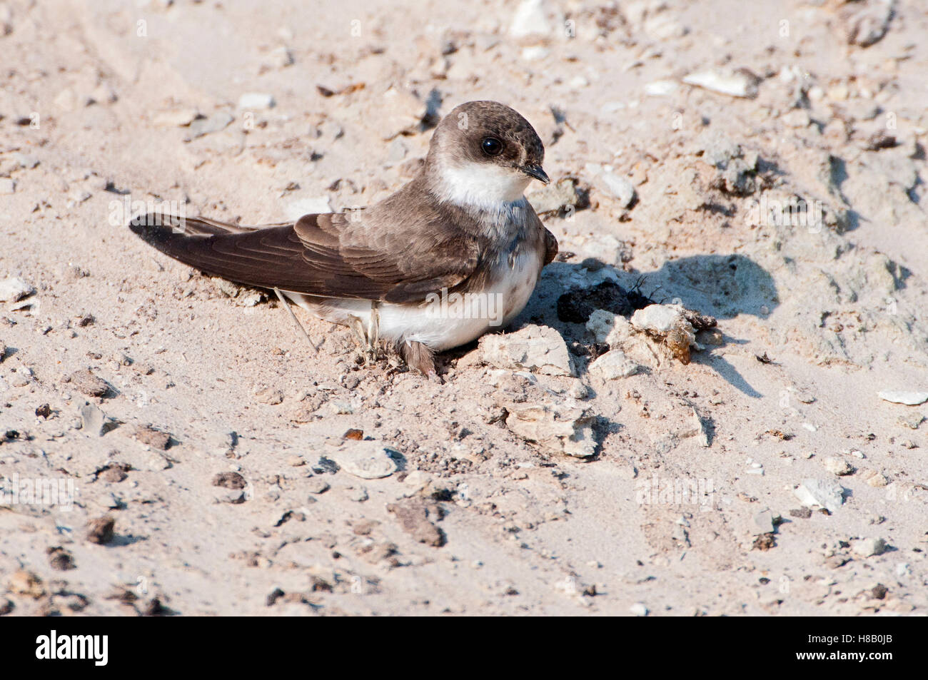 Sand Martin (Riparia riparia), De Westereen, Friesland, Netherlands ...