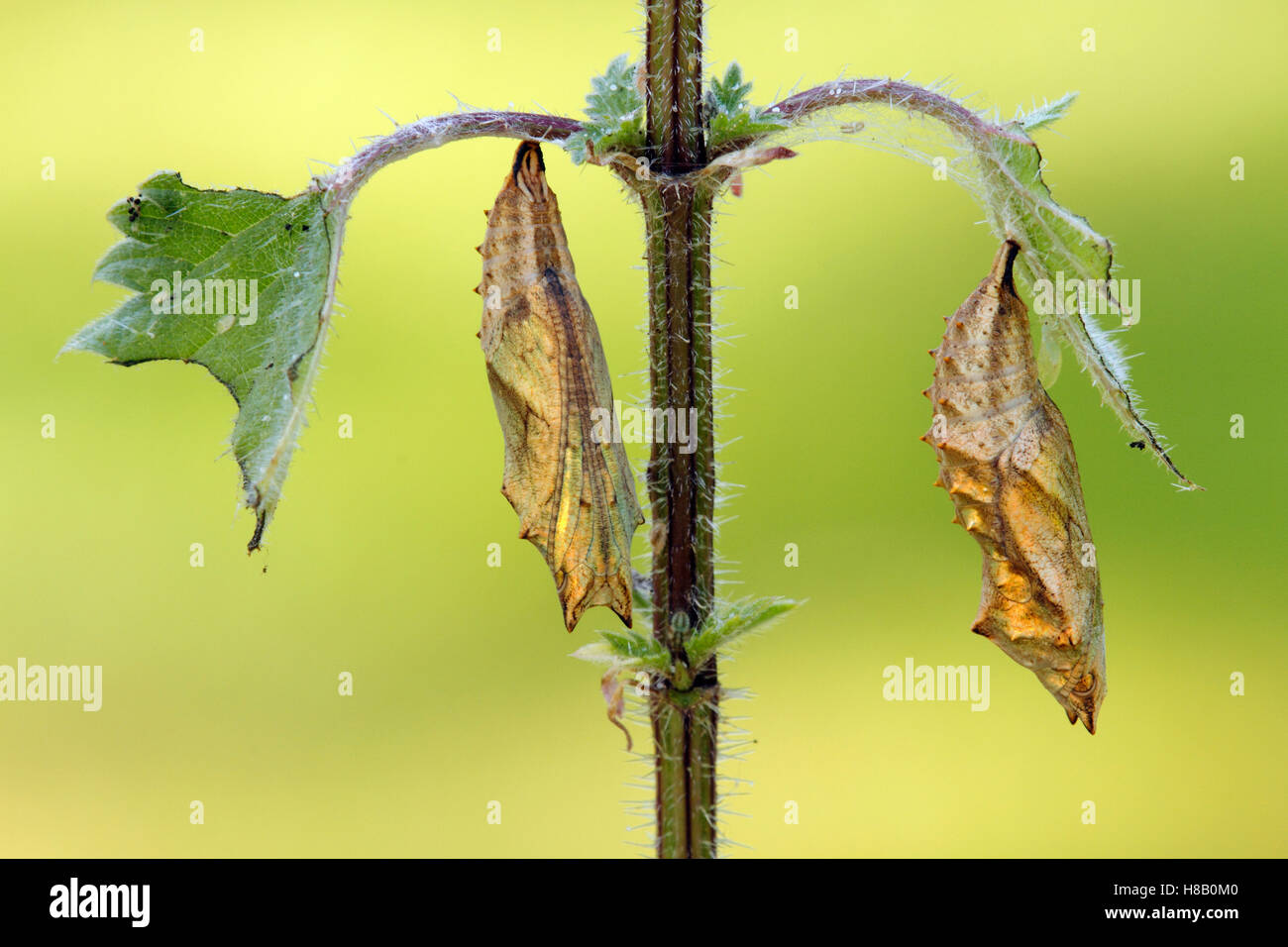 Small Tortoiseshell (Aglais urticae) butterfly chrysalis pair ...