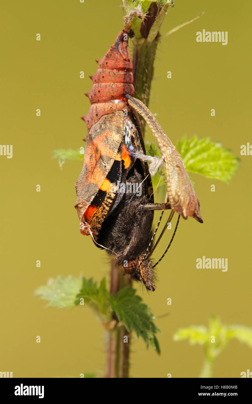Small Tortoiseshell (Aglais urticae) butterfly emerging from chrysalis ...