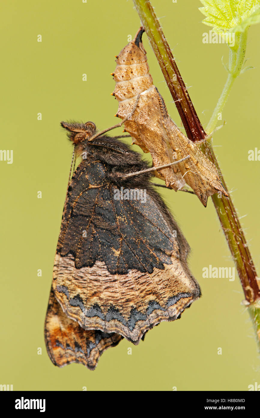 Small Tortoiseshell (Aglais urticae) butterfly emerging from chrysalis ...