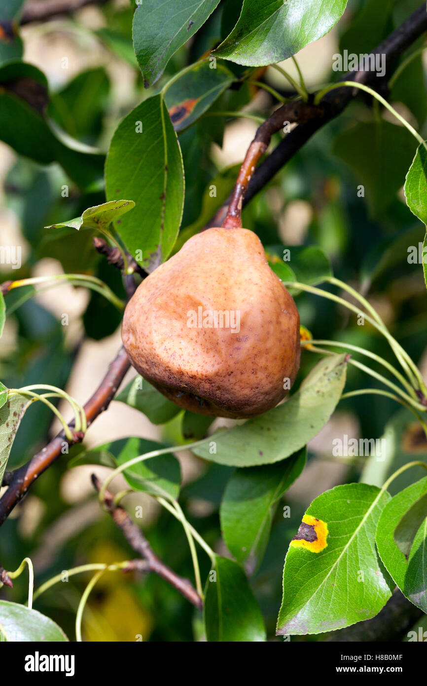 Rotten pear hi-res stock photography and images - Alamy