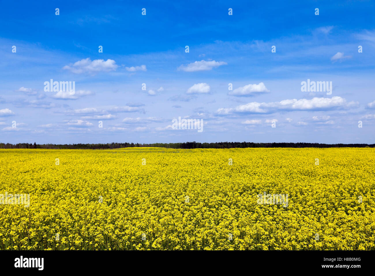 flowering canola. Spring Stock Photo - Alamy