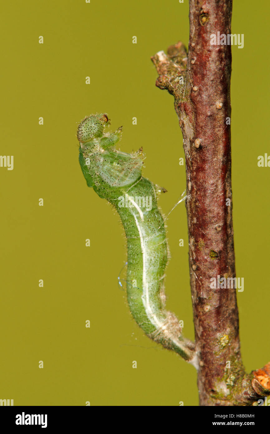 Orange Tip (Anthocharis cardamines) butterfly caterpillar pupating ...