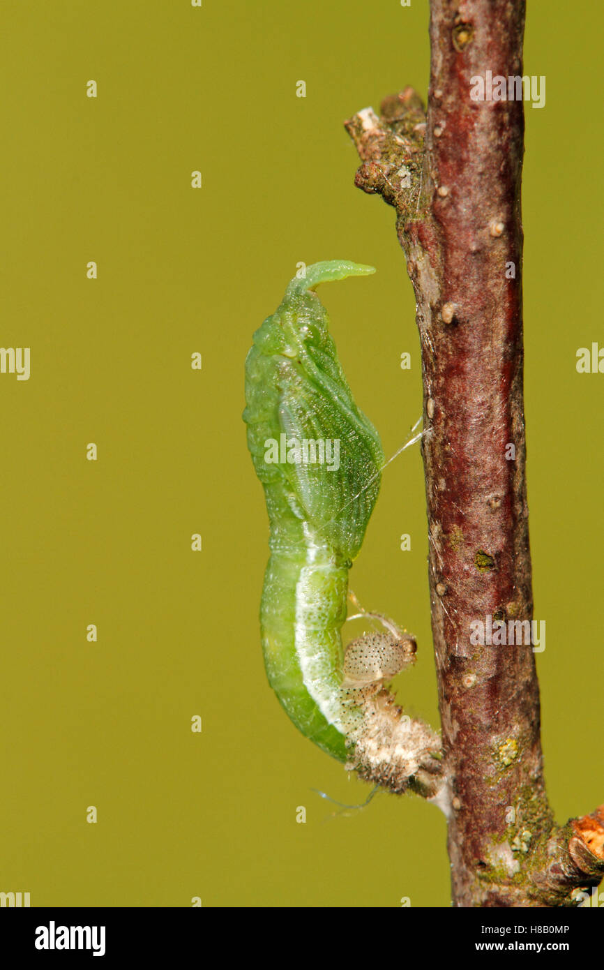 Orange Tip (Anthocharis cardamines) butterfly caterpillar pupating ...