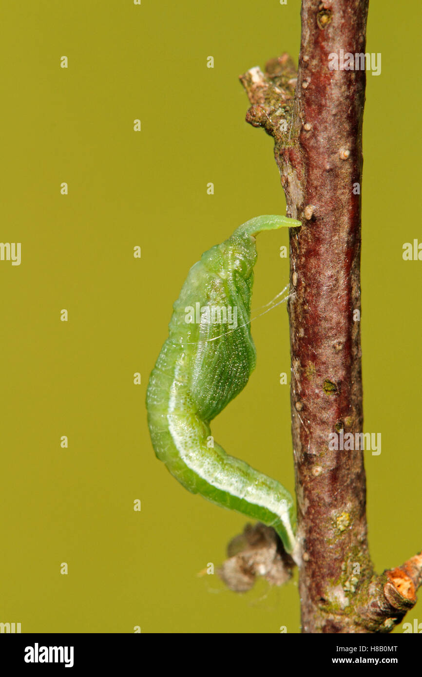 Orange Tip (Anthocharis cardamines) butterfly caterpillar pupating ...
