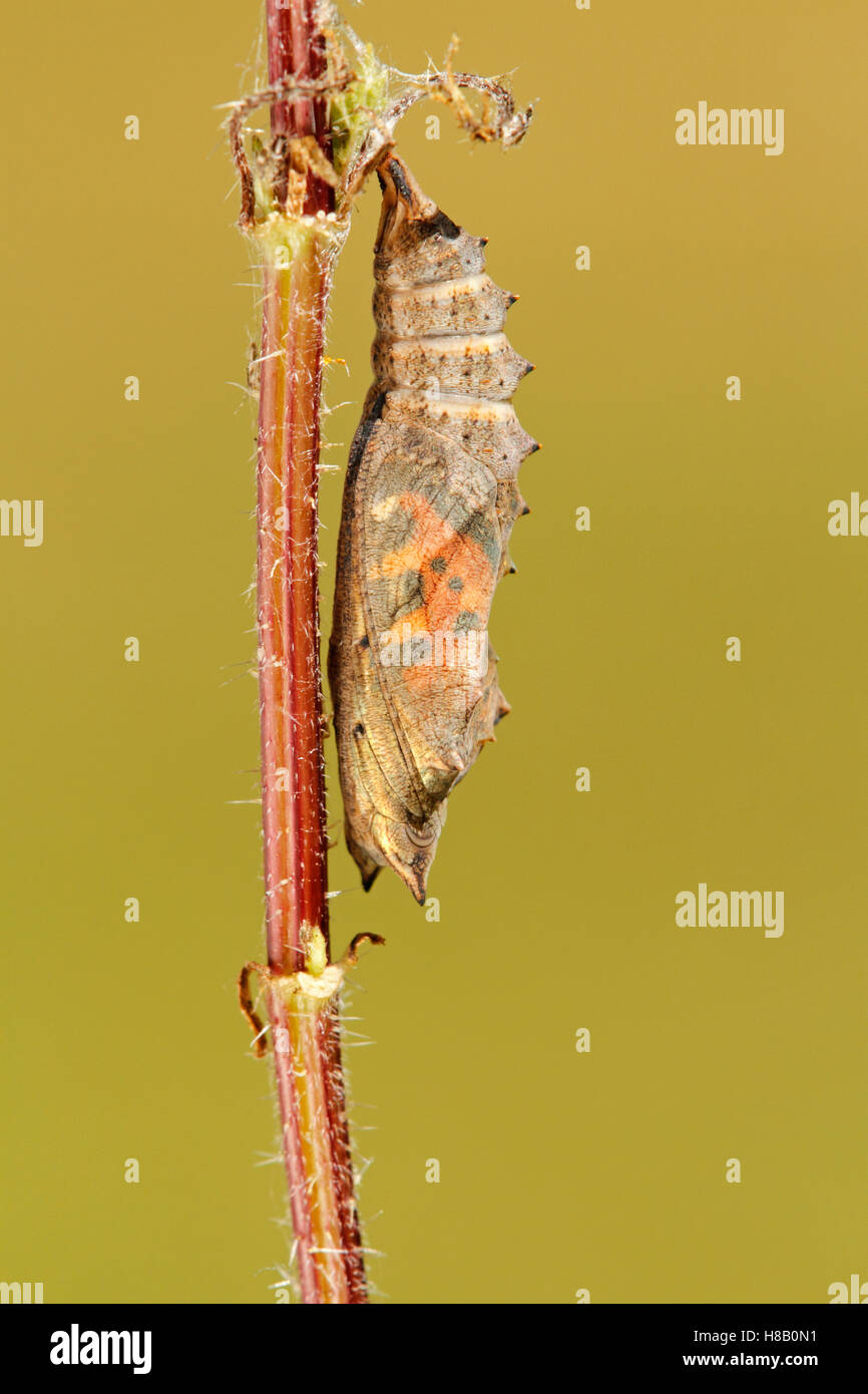 Small Tortoiseshell (Aglais urticae) butterfly emerging from chrysalis ...