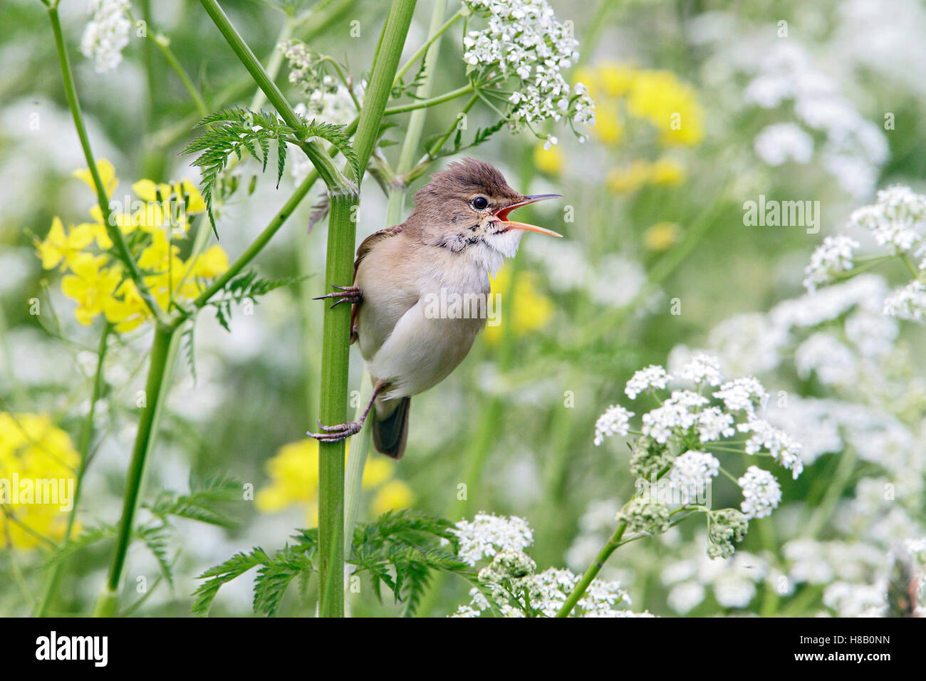 Eurasian Reed-Warbler (Acrocephalus scirpaceus) singing, Utrecht ...