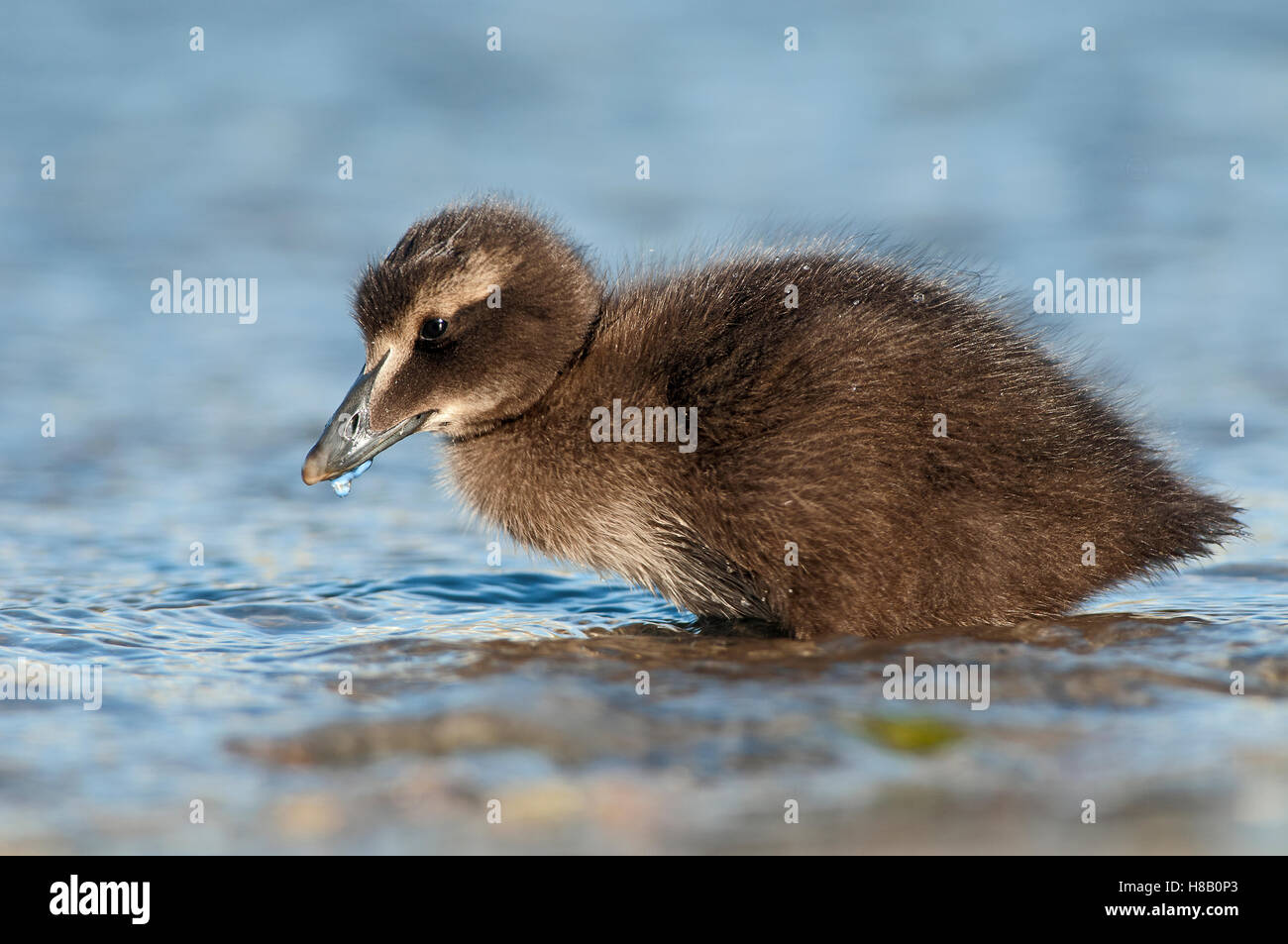 Common Eider (Somateria mollissima) chick, Northumberland, England ...