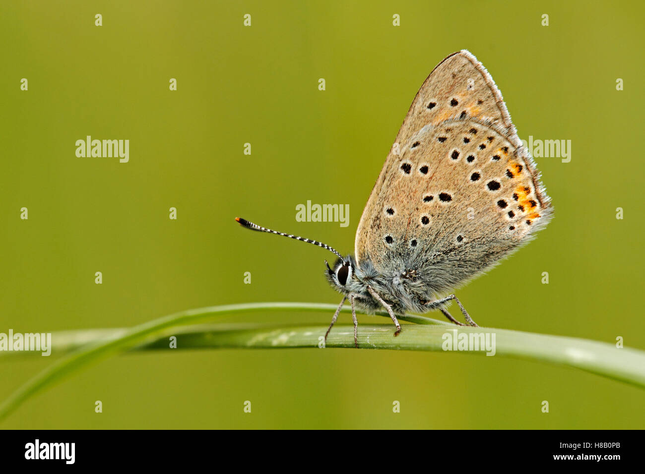 Purple-edged Copper (Lycaena hippothoe) butterfly male, Eifel, Germany ...