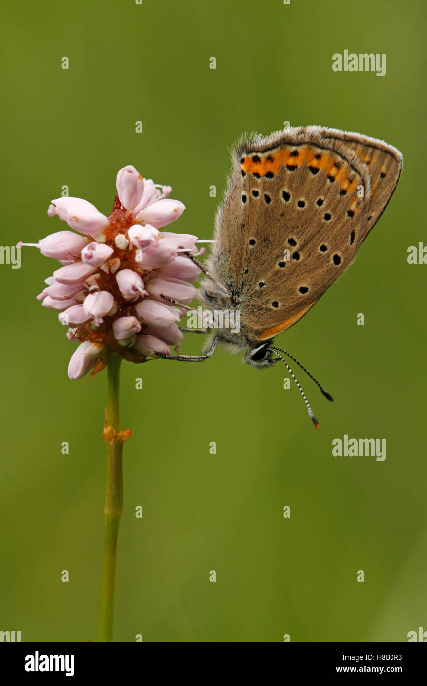 Purple-edged Copper (Lycaena hippothoe) butterfly female resting on ...