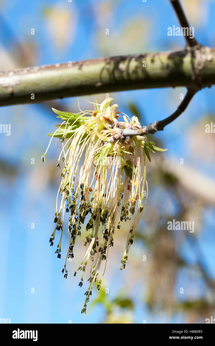 flowering maple tree Stock Photo - Alamy