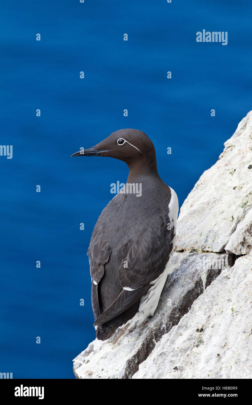 Common Murre (Uria aalge) on cliff, Iceland Stock Photo - Alamy
