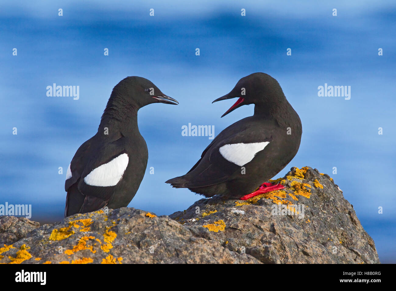 Black Guillemot (Cepphus grylle) pair on cliff, Iceland Stock Photo - Alamy