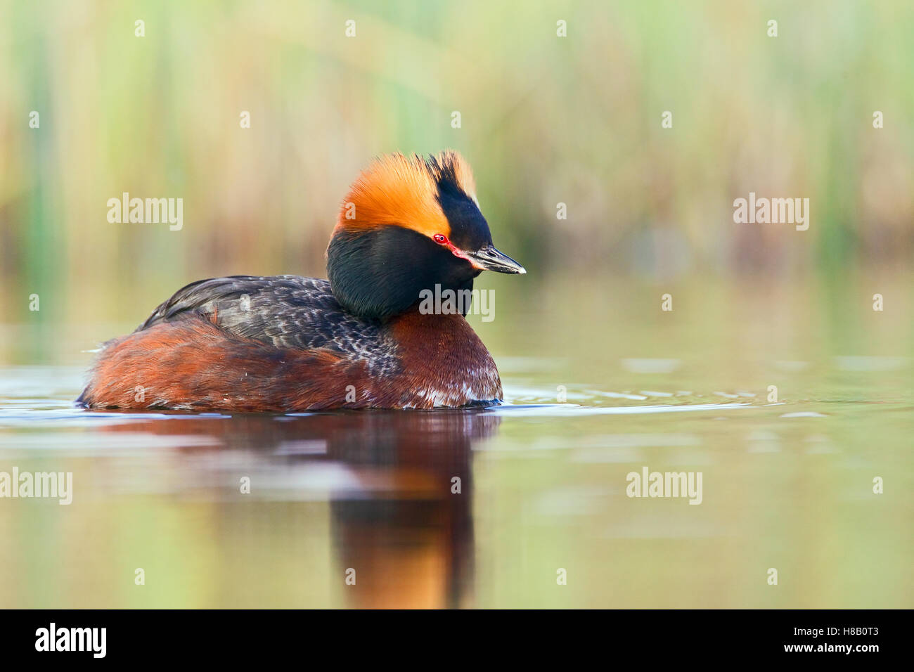 Horned Grebe (Podiceps auritus) swimming, Iceland Stock Photo - Alamy