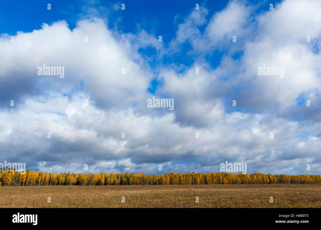 Nature in autumn season Stock Photo - Alamy