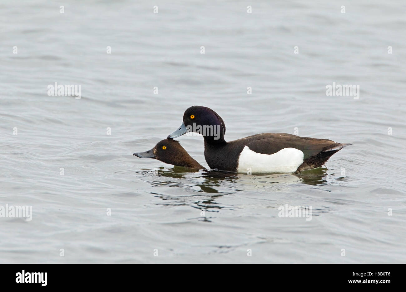 Tufted Duck (Aythya fuligula) pair mating, Iceland Stock Photo - Alamy