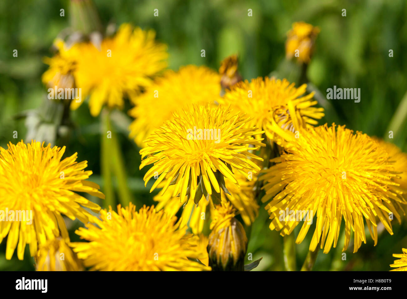 yellow dandelions in spring Stock Photo - Alamy
