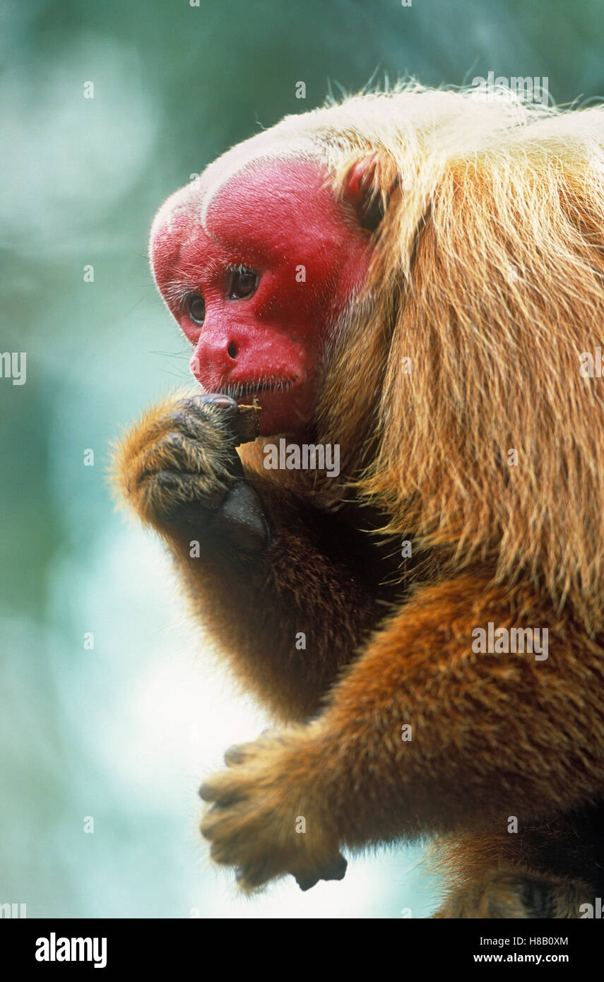 Red Bald-headed Uakari (Cacajao calvus rubicundus) feeding, Brazil ...