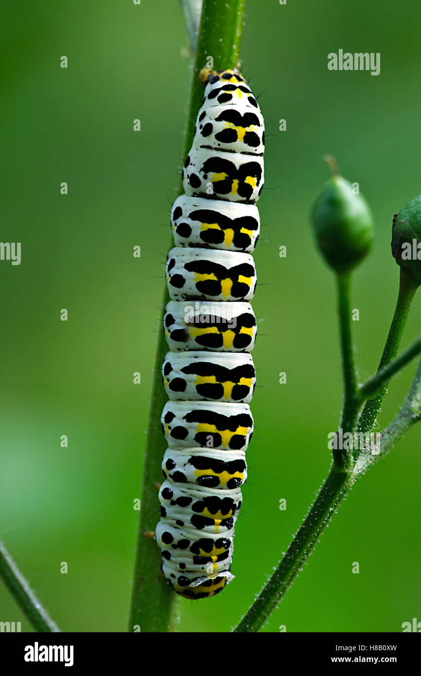 Water Betony Moth (Shargacucullia scrophulariae) caterpillar, Europe ...
