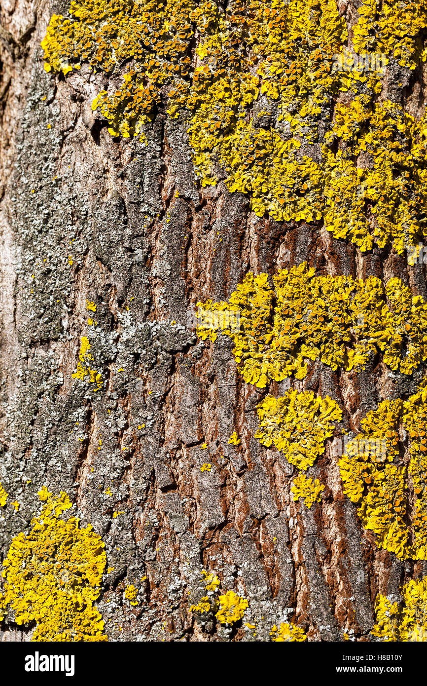 lichen on tree Stock Photo - Alamy