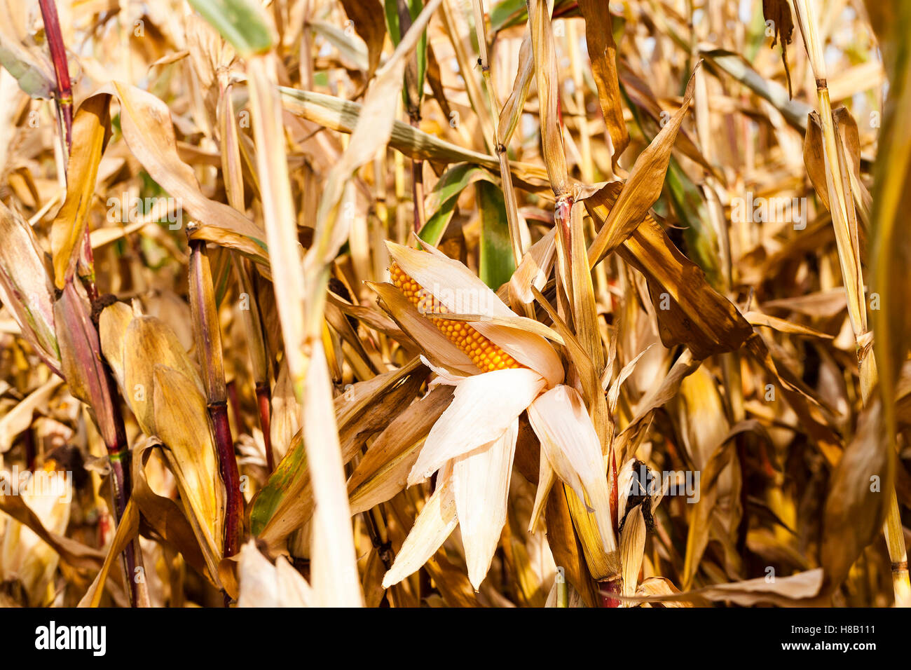 Ripe yellow corn Stock Photo - Alamy