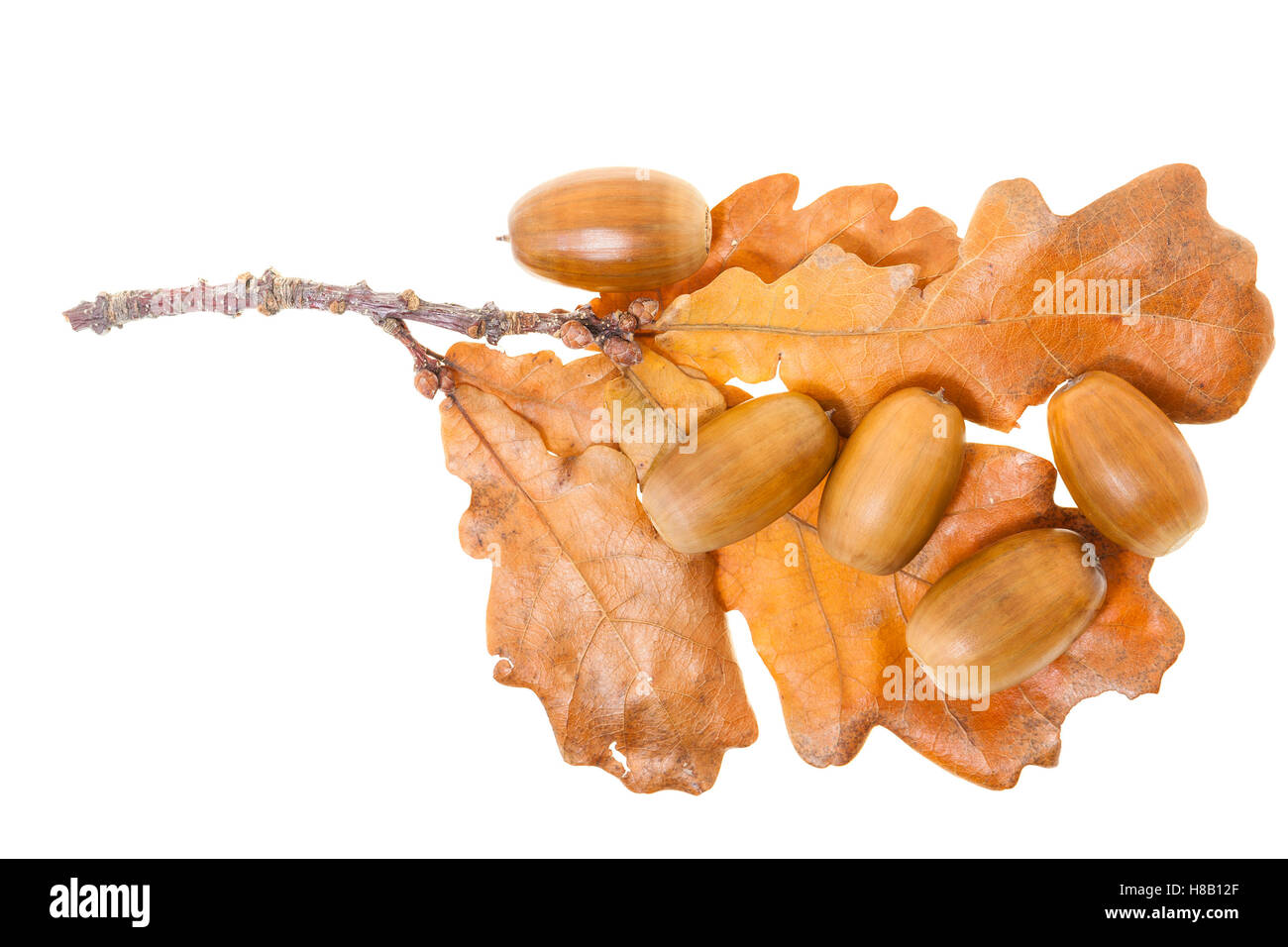 Leaf studio Cut Out Stock Images & Pictures - Alamy