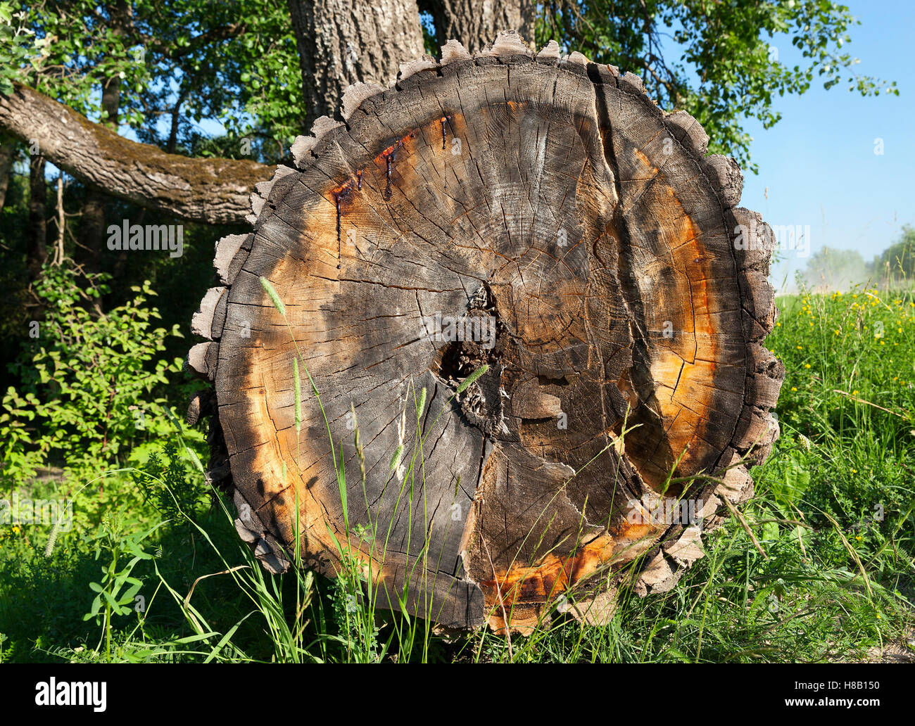 destroyed a tree, close-up Stock Photo - Alamy