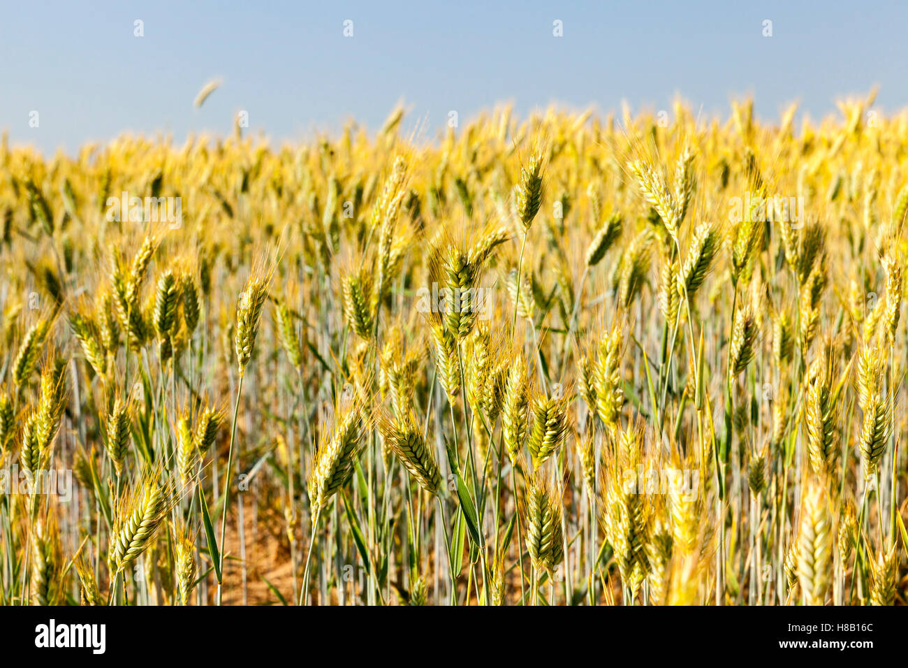 Field with cereal Stock Photo - Alamy