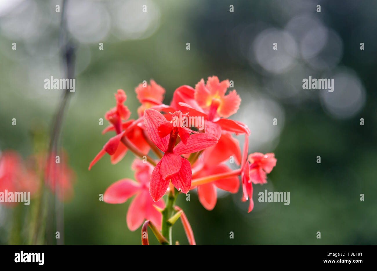 Small red orchids flower in the garden on green background Stock Photo ...
