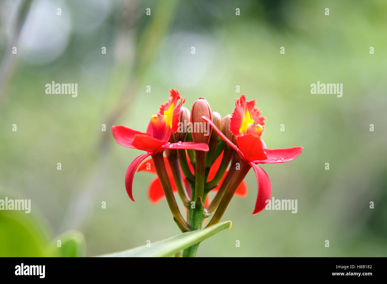 Small red orchids flower in the garden on green background Stock Photo ...