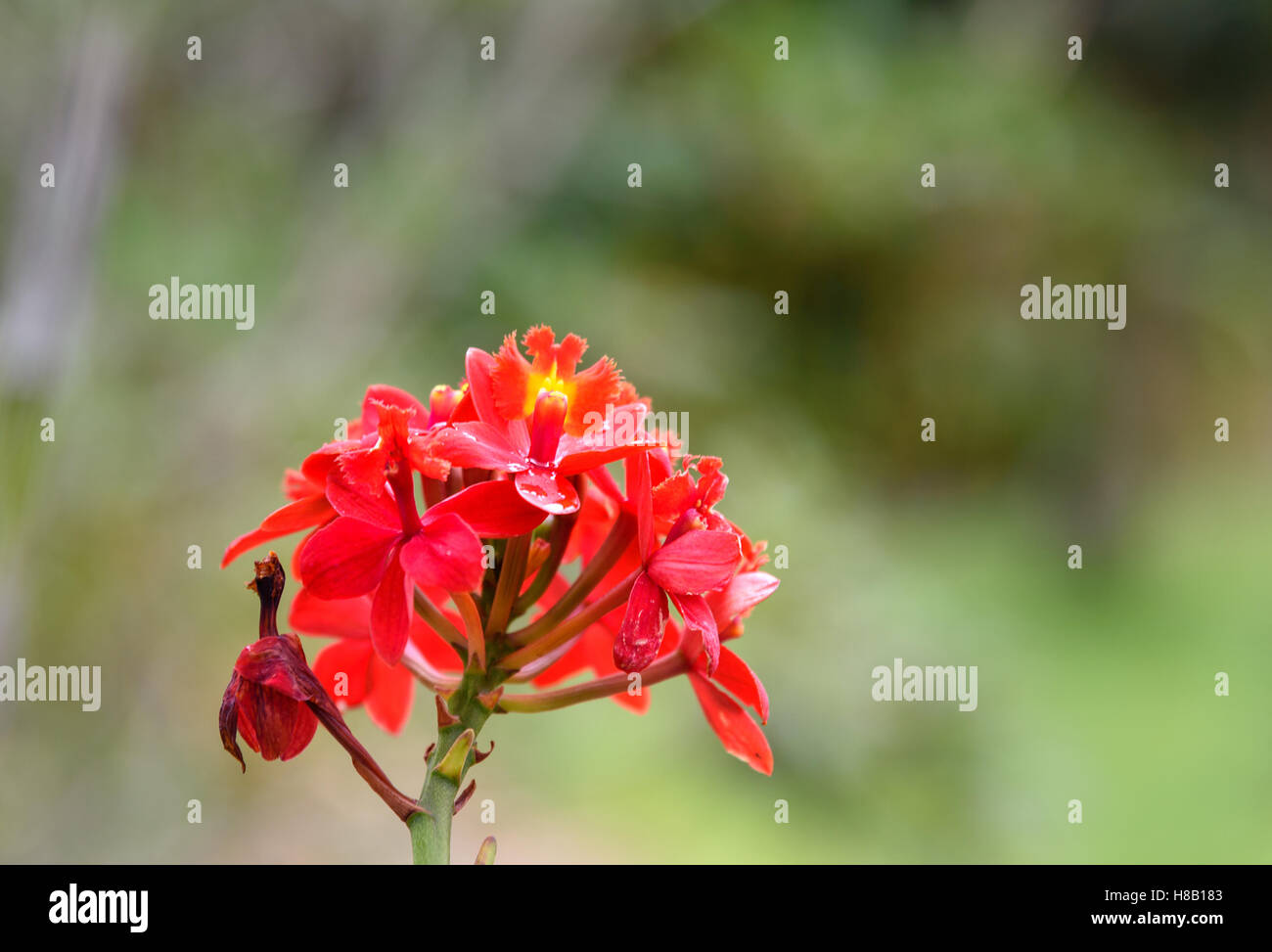Small red orchids flower in the garden on green background Stock Photo ...