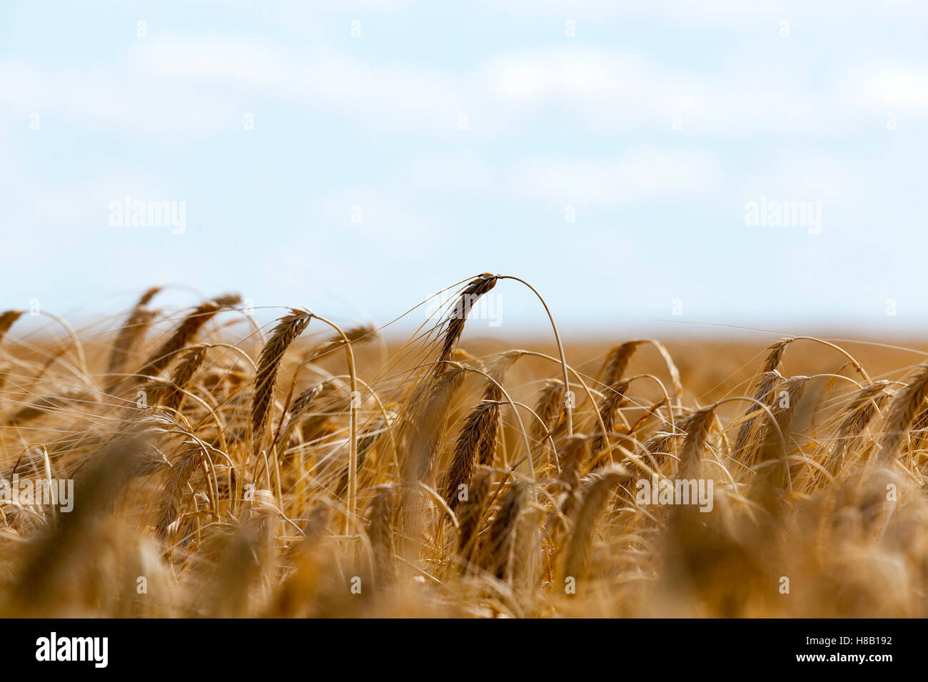 farm field cereals Stock Photo - Alamy