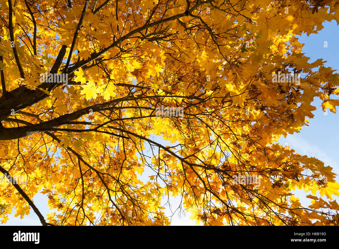 maple trees in the fall Stock Photo - Alamy
