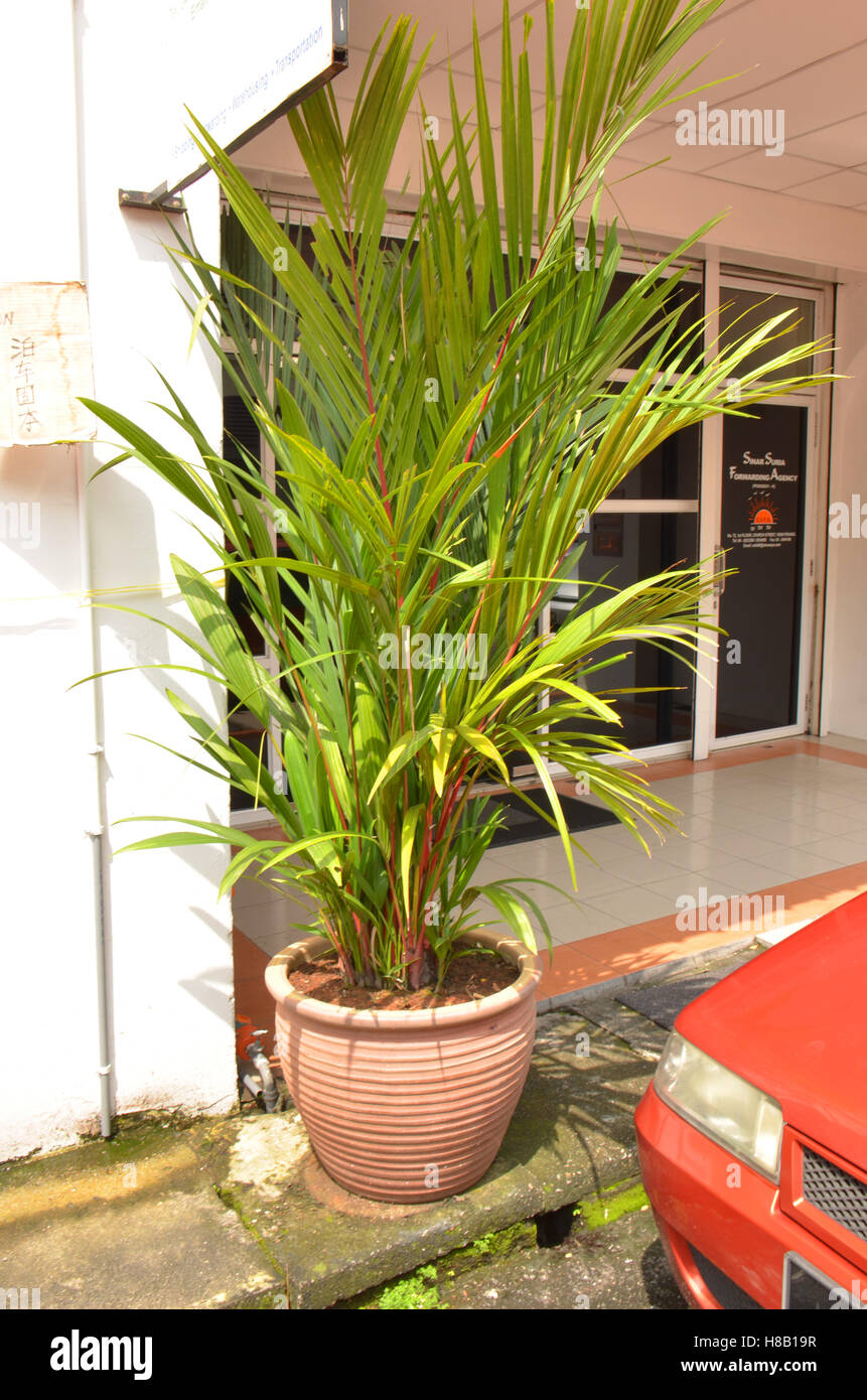 Potted palm hi-res stock photography and images - Alamy